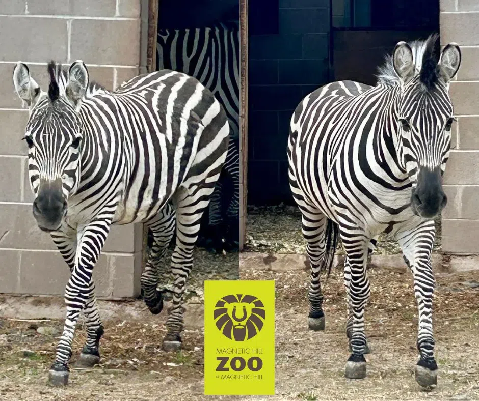 Pair of zebras arrive at Magnetic Hill Zoo - Acadia Broadcasting